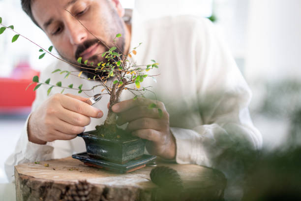 Bonsai Plant Artists – Saikei Zen