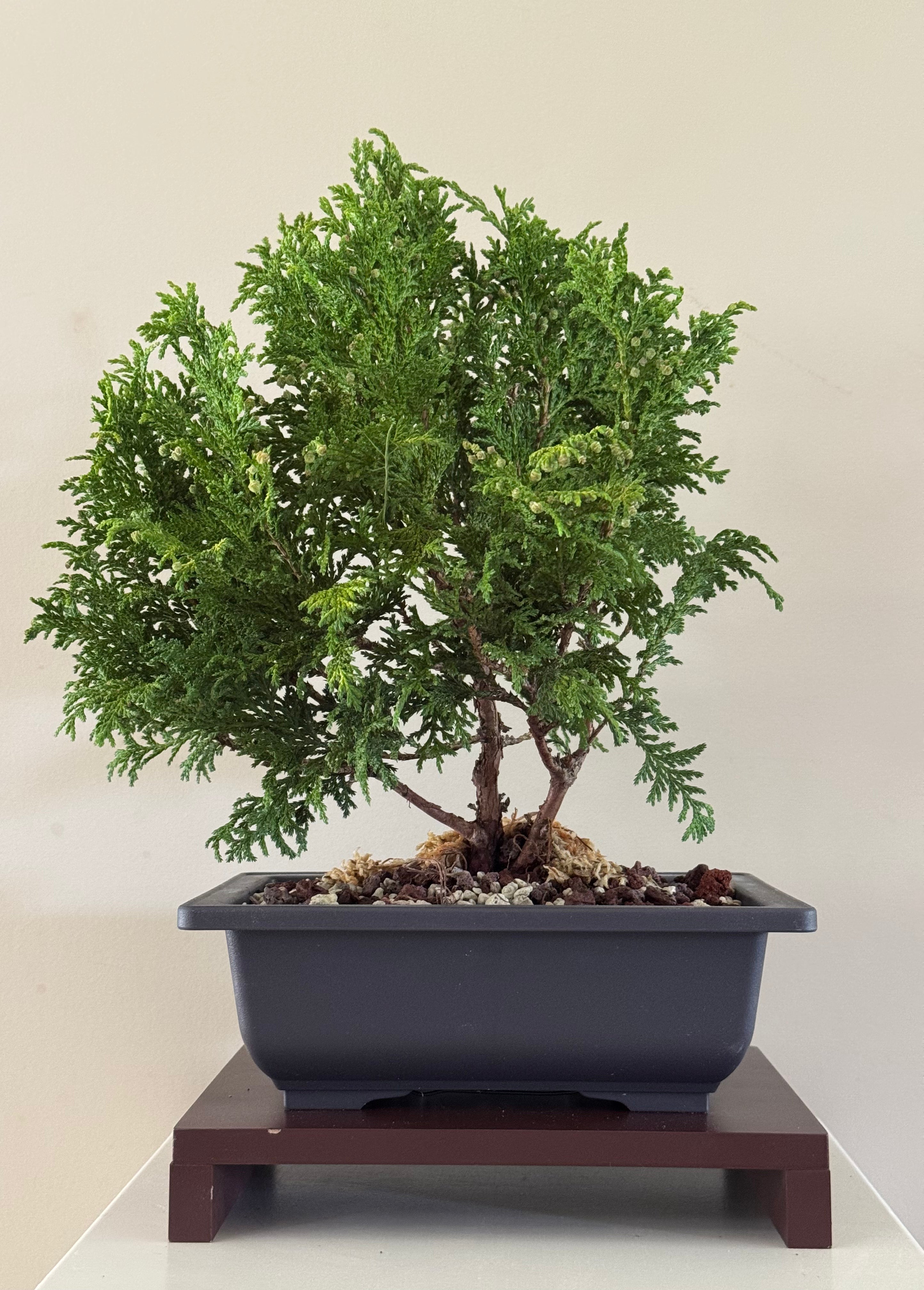 Chamaecyparis pisifera nana bonsai | Saikei Zen